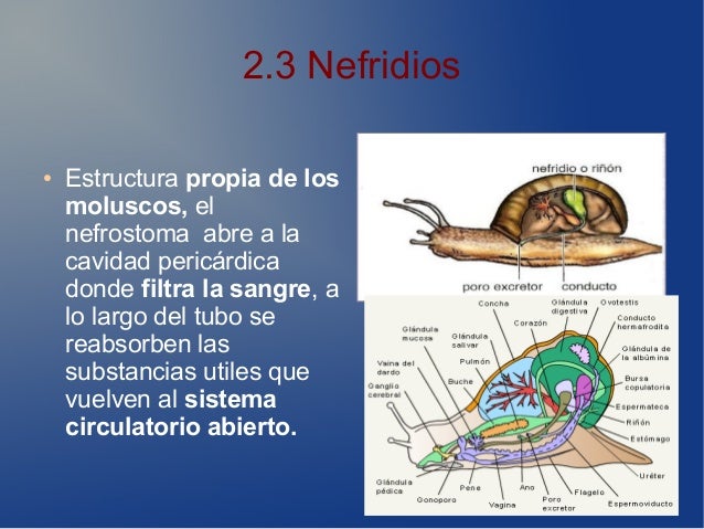 La excreción en los seres vivos.