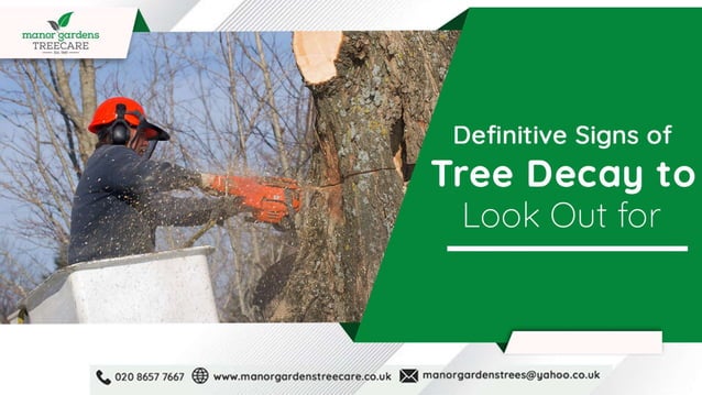 Definitive Signs of Tree Decay to Look Out for.pptx