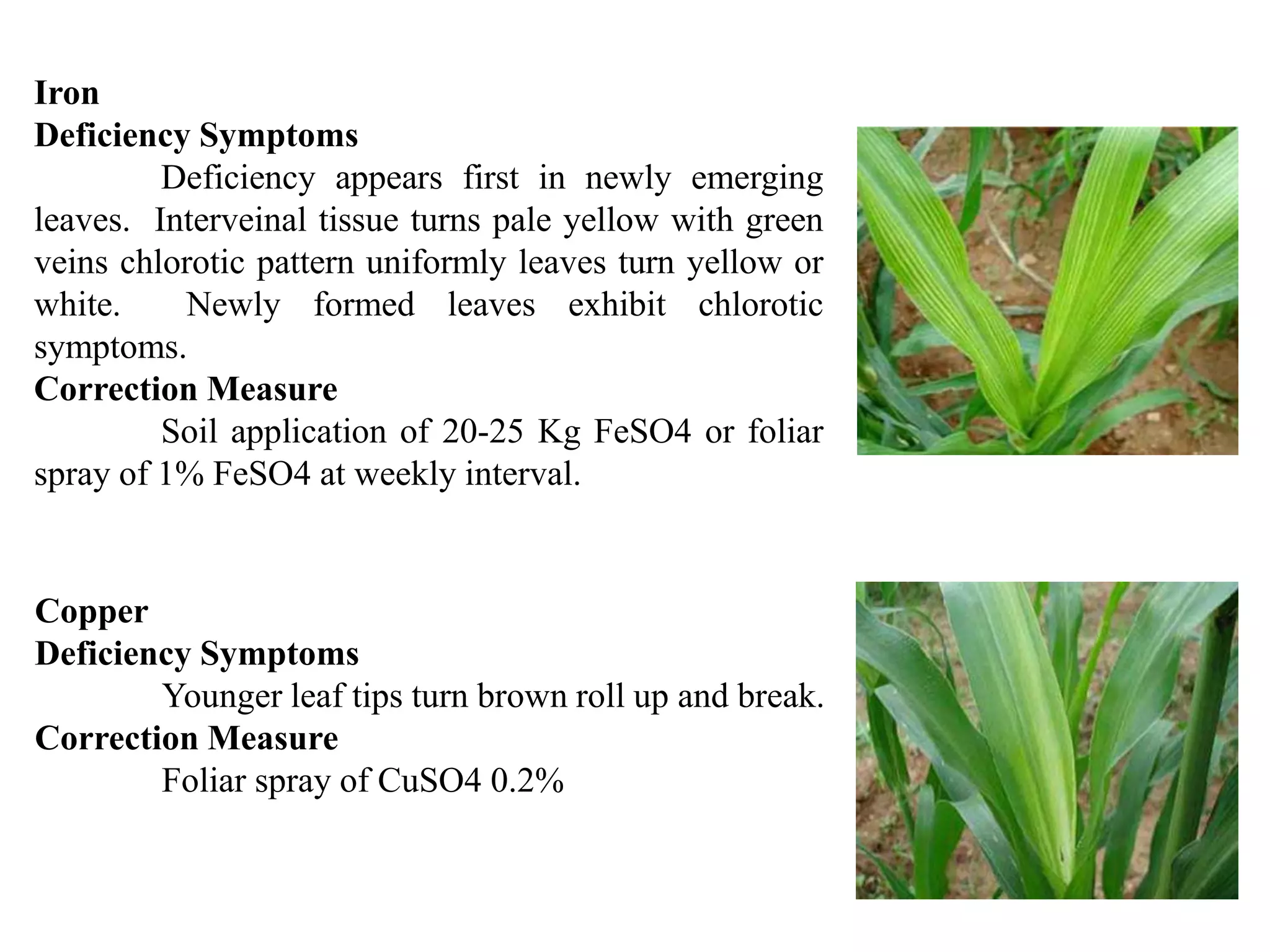 Deficiency in millets | PPTX
