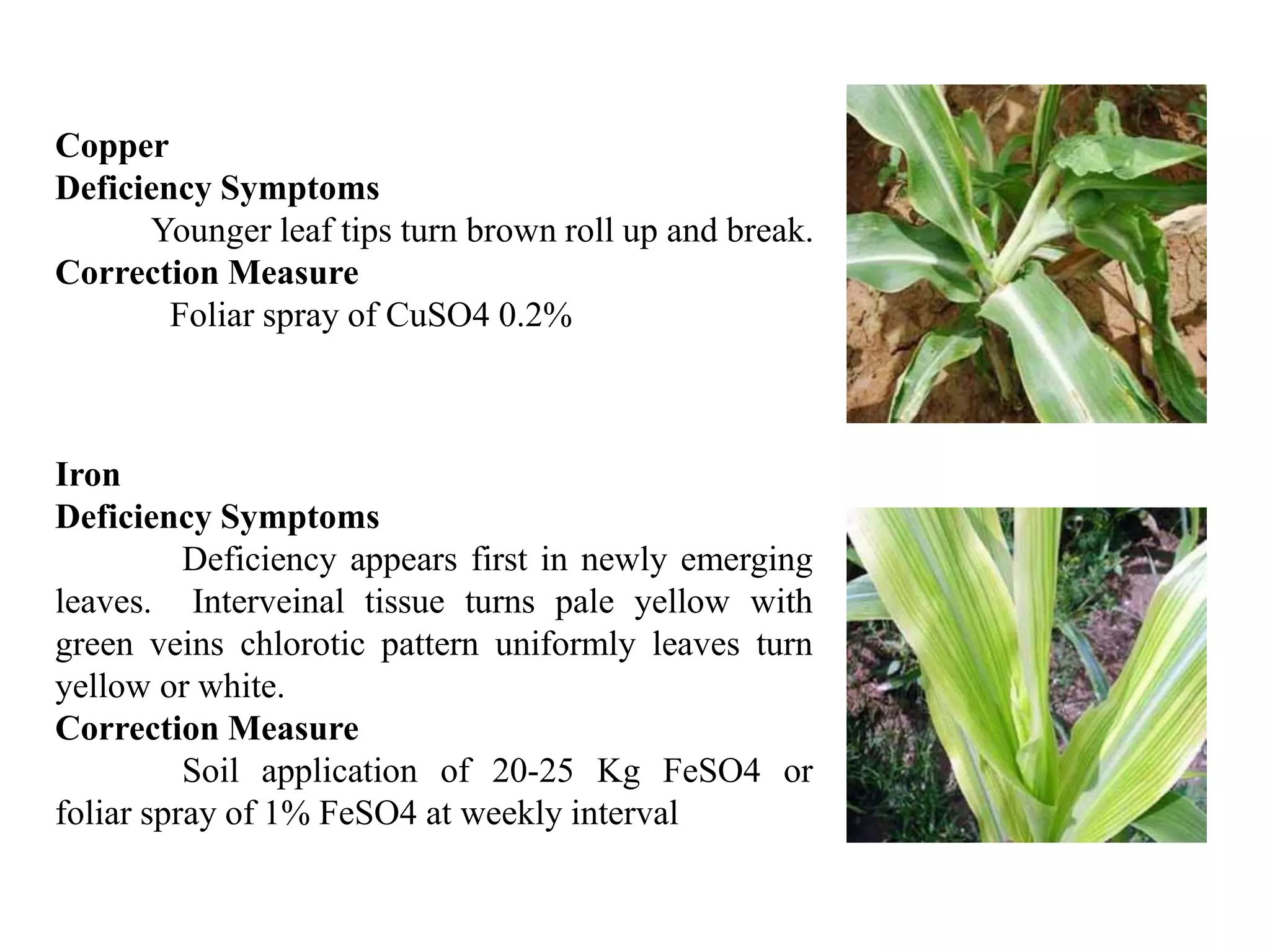 Deficiency in millets | PPTX