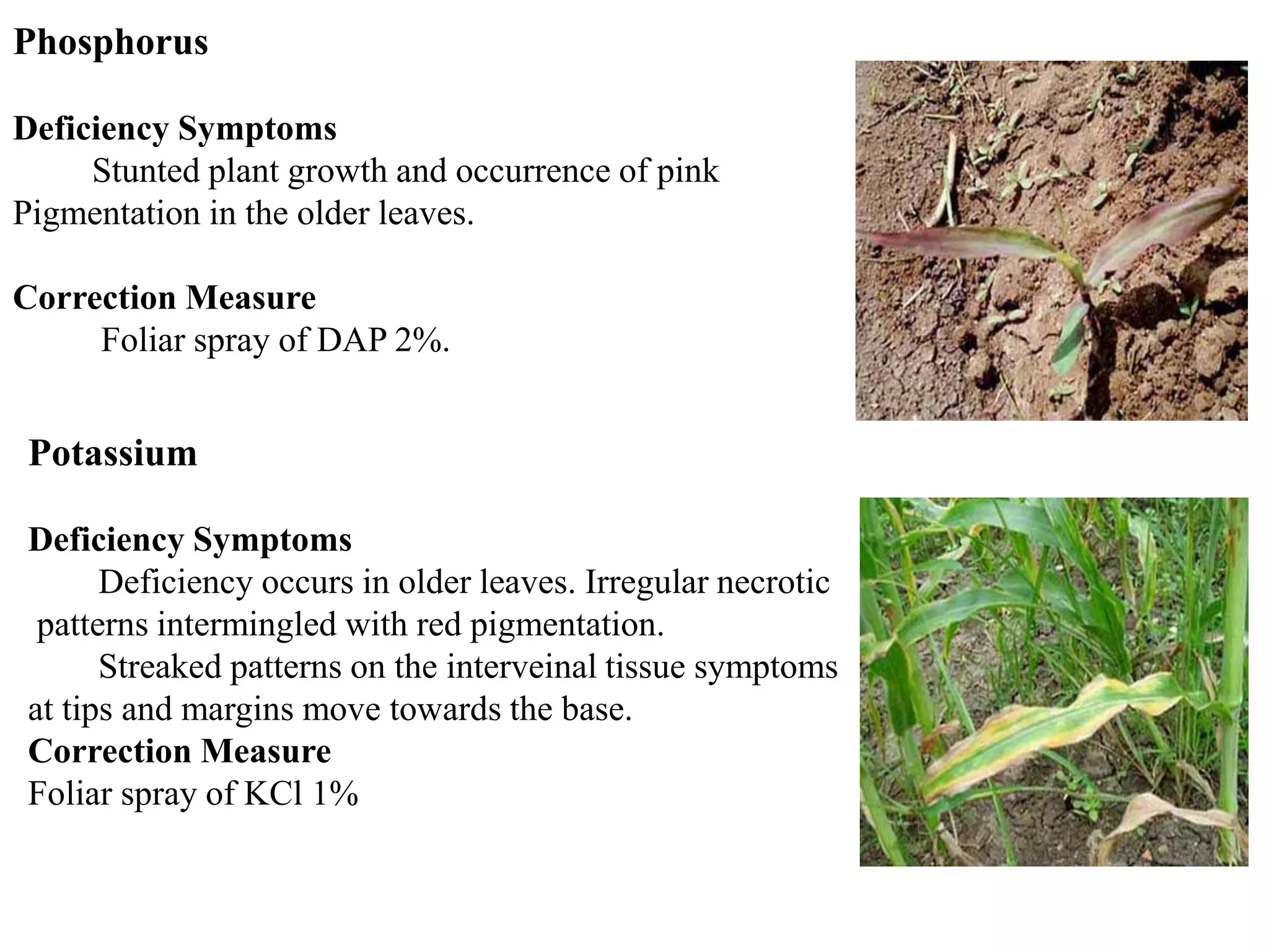 Deficiency in millets | PPTX