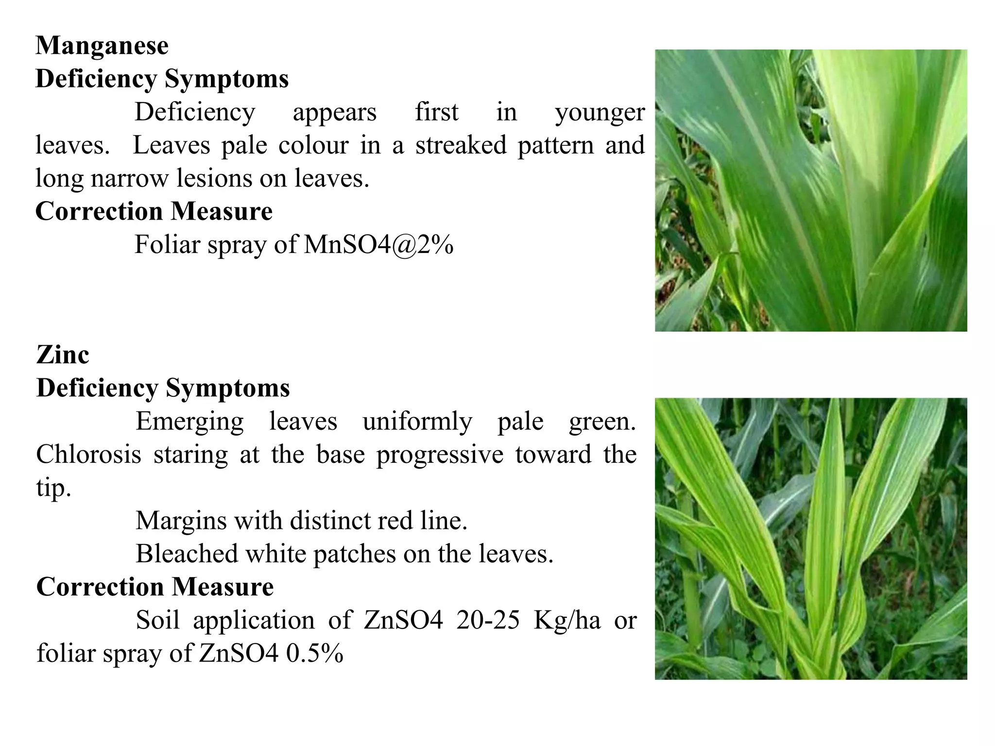 Deficiency in millets | PPTX