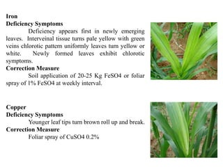 Deficiency in millets | PPTX