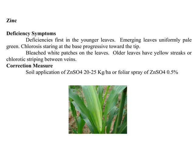 Deficiency in millets | PPTX | Gardening | Home & Garden