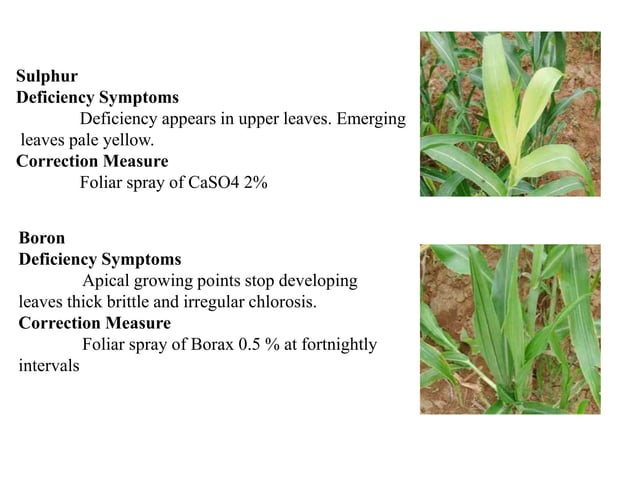 Deficiency in millets | PPTX | Gardening | Home & Garden