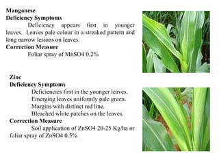 Deficiency in millets | PPTX