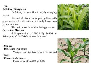 Deficiency in millets | PPTX