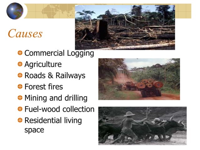 Deforestation | PDF