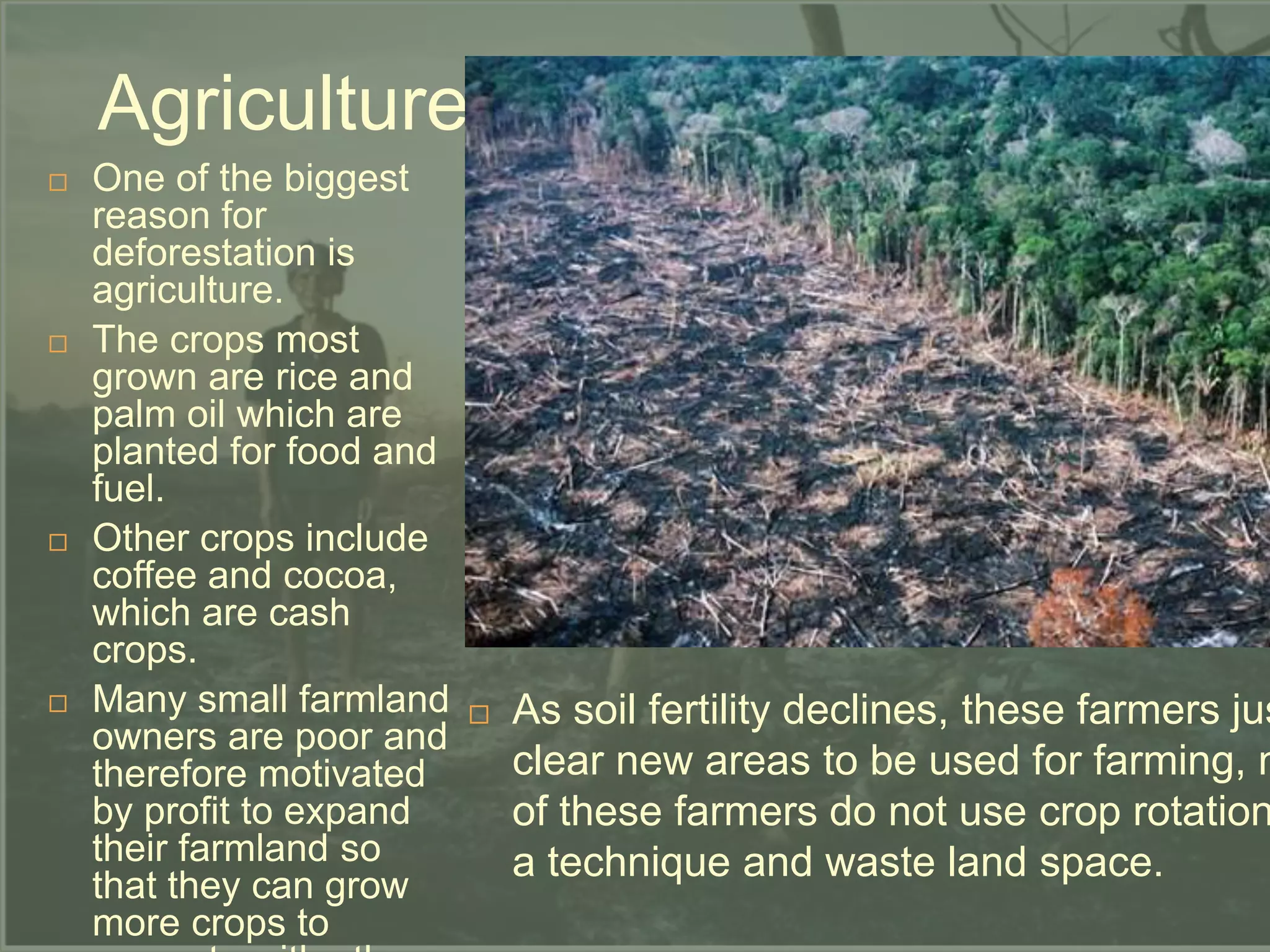 Deforestation | PPTX | Agriculture | Industries