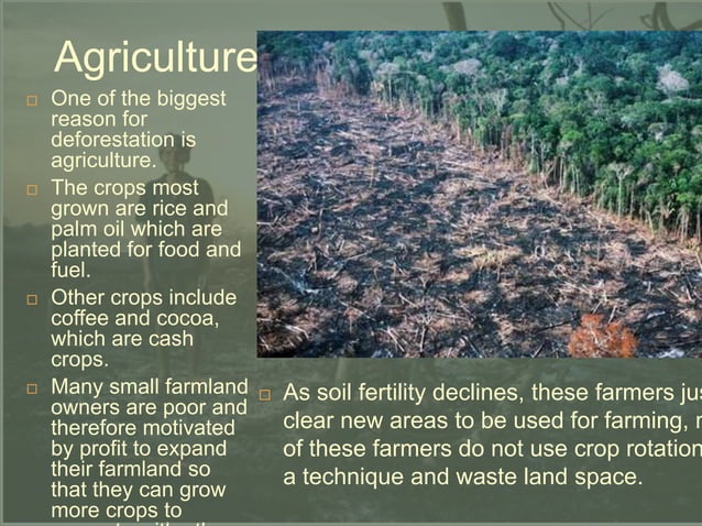 Deforestation | PPTX | Agriculture | Industries