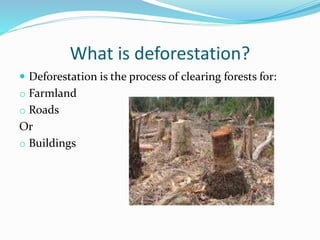 Deforestation | PPTX | Environment | Science