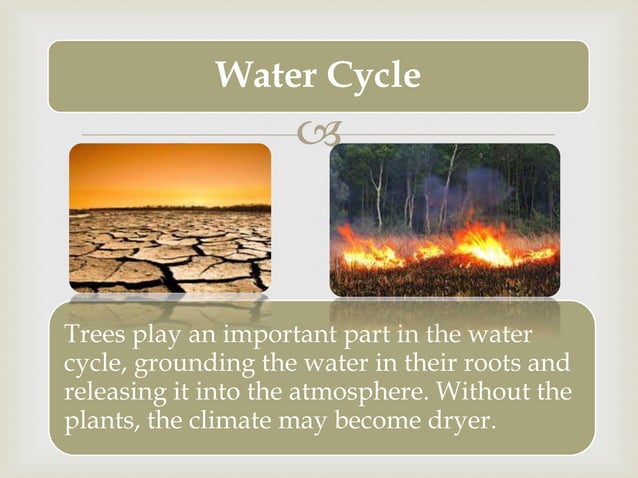 Deforestation | PPT