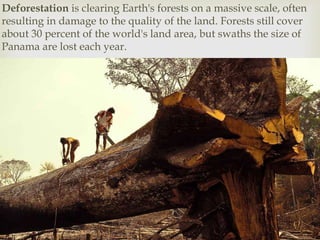 Deforestation | PPT