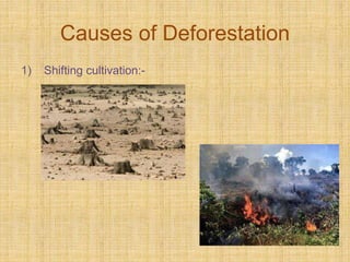 Deforestation | PPTX