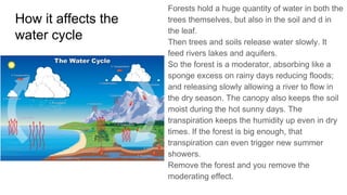 Deforestation | PPT