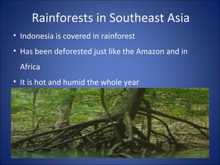 Deforestation | PPT