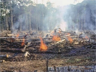 Mayan Farming Slash And Burn Technique