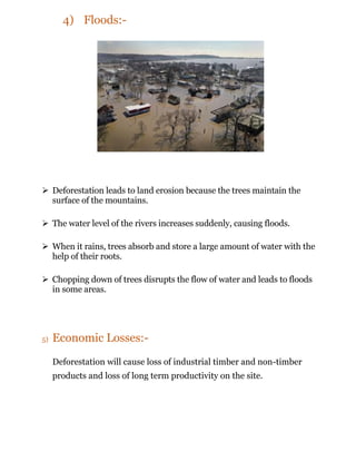Deforestation | PDF