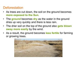 Deforestation | PPT