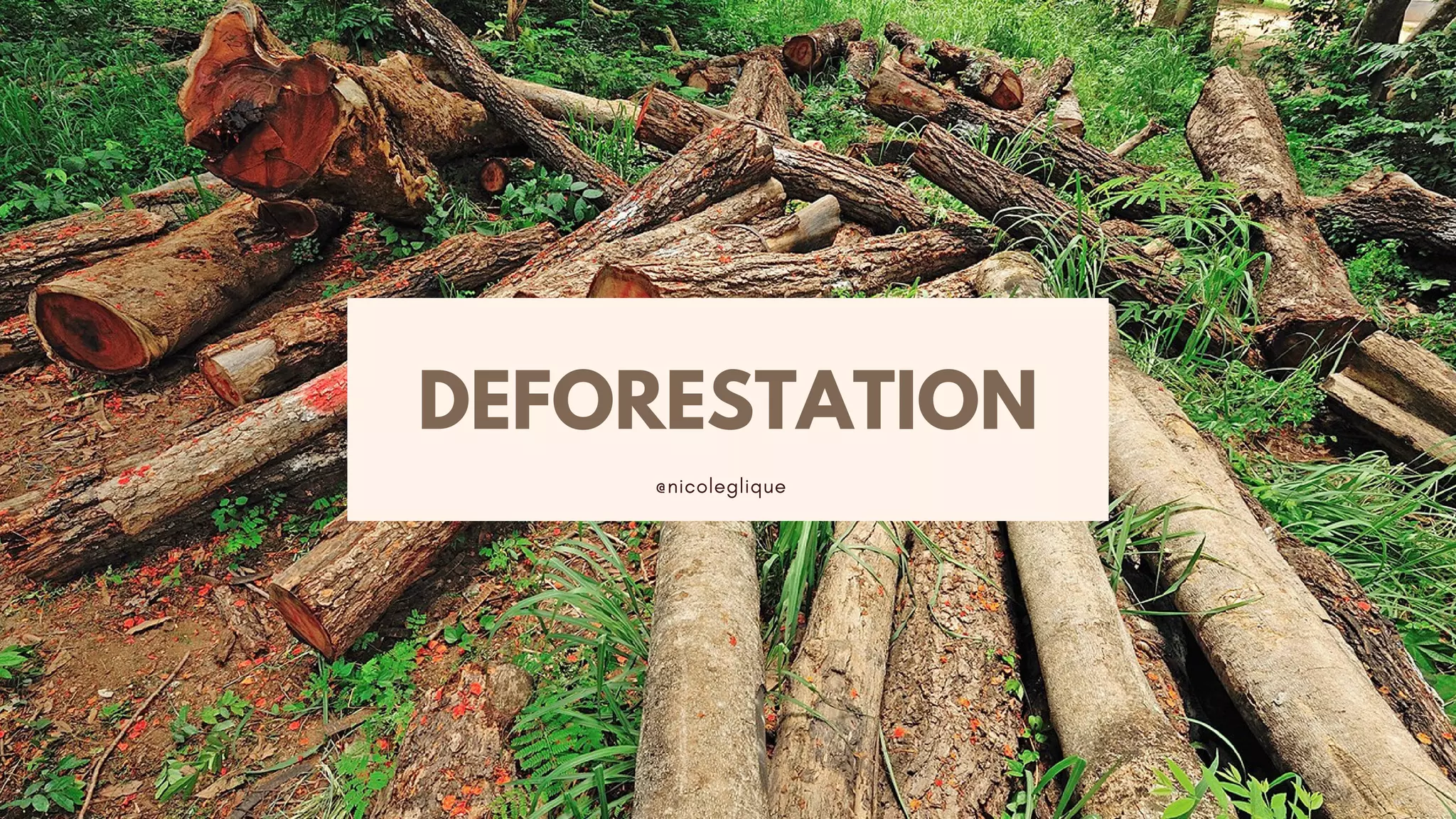 Deforestation - Causes, Effects and Solution | PDF
