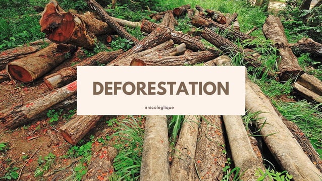 Deforestation - Causes, Effects and Solution | PDF | Woodworking | Arts and Crafts