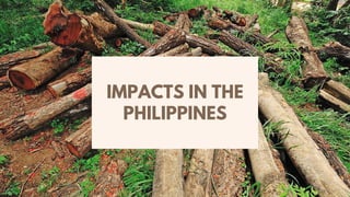 Illegal Logging Cause And Effect