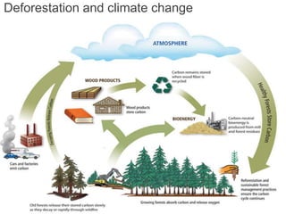 Deforestation | PPTX