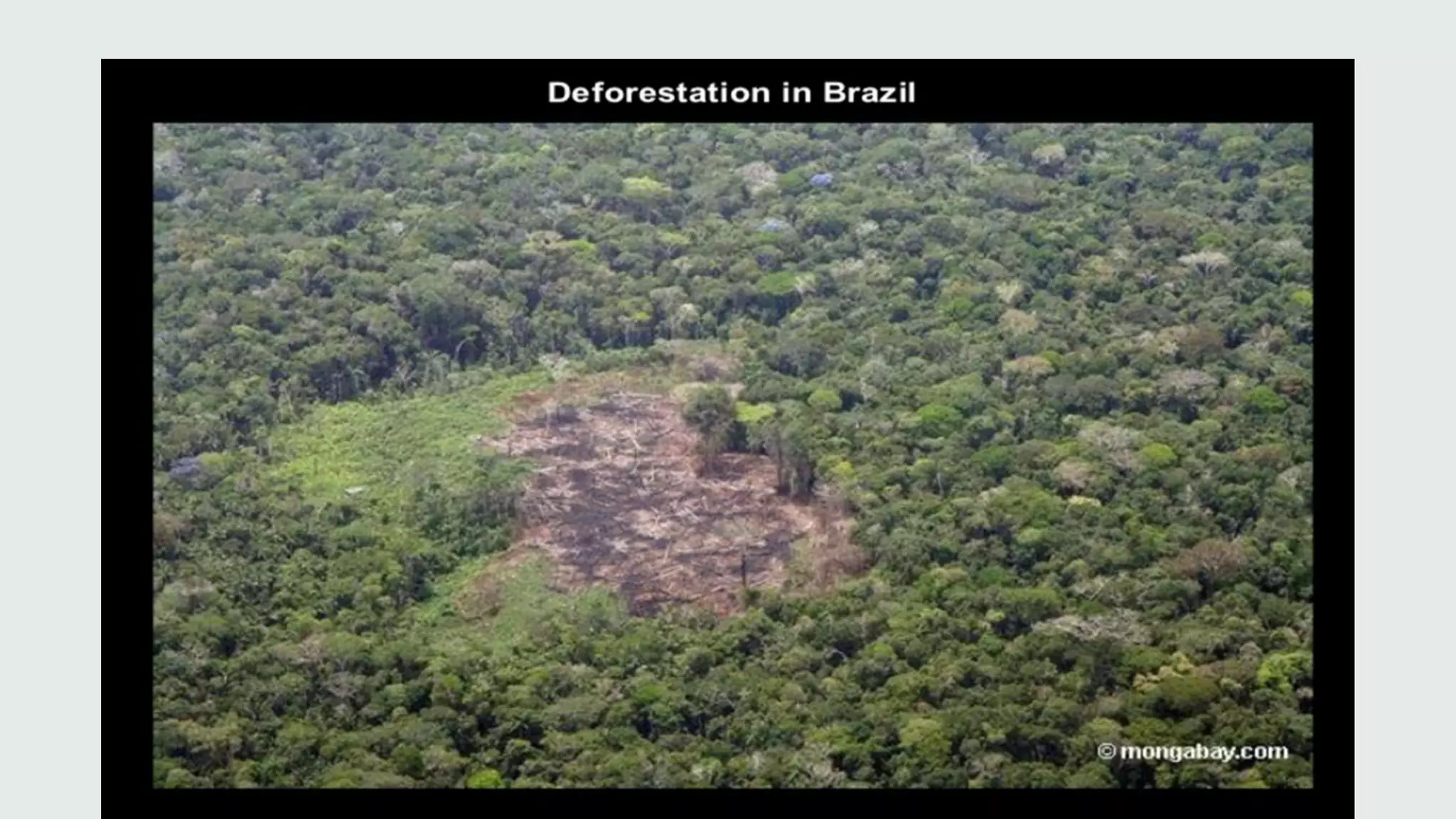 Deforestation | PPT