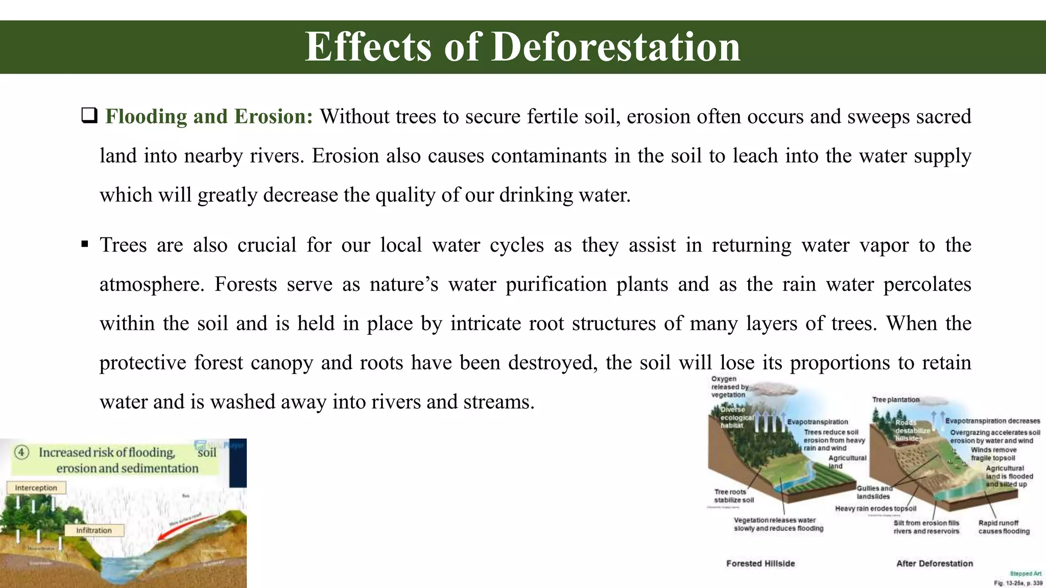 Deforestation | PPTX | Woodworking | Arts and Crafts