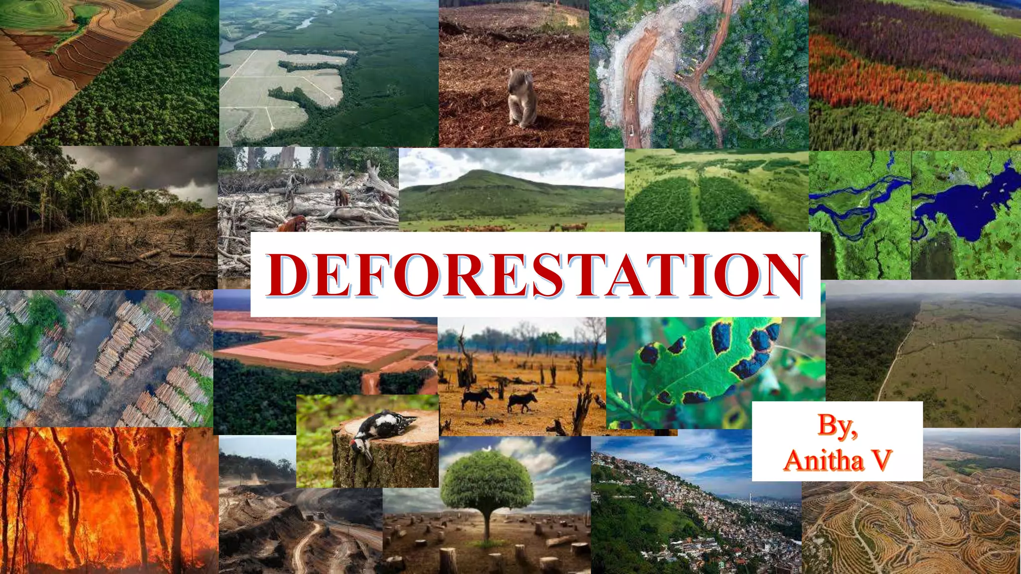 Deforestation | PPT