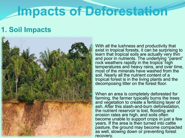 Deforestation.pptx