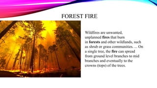 Deforestation.pptx