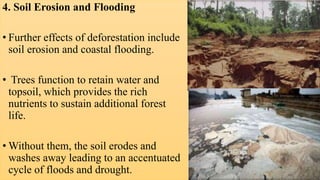deforestation.pptx