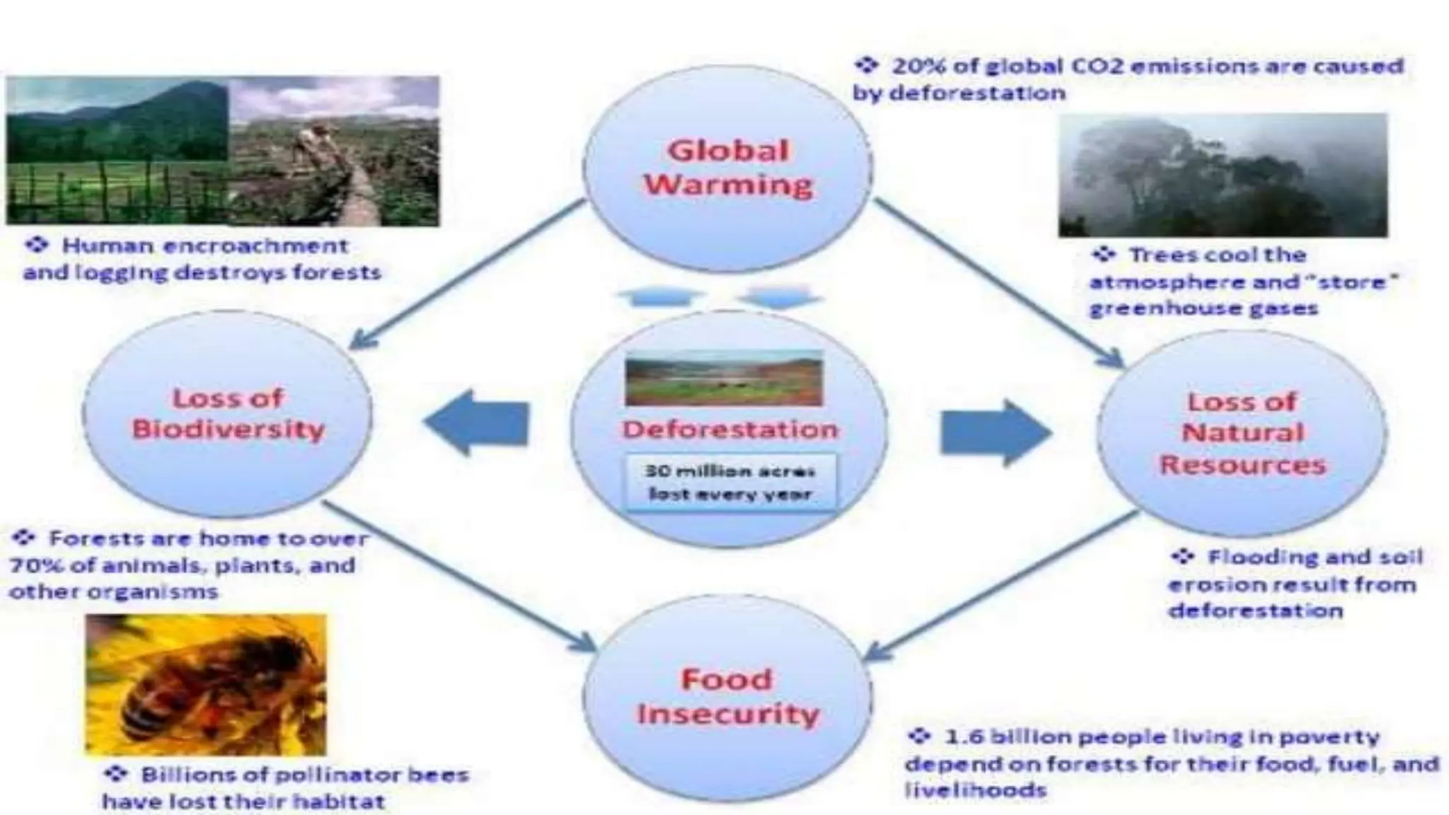 Deforestationpptx Introduction Causes Consequences And Solutions To Deforestation Ppt