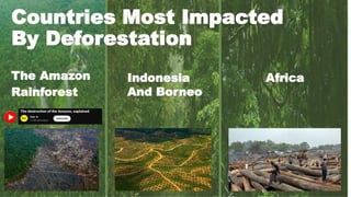 Deforestation. Environental Science College Course First Year | PPT