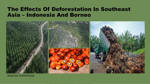 Deforestation. Environental Science College Course First Year | PPT ...