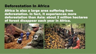 Deforestation. Environental Science College Course First Year | PPTX
