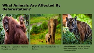 Deforestation. Environental Science College Course First Year | PPTX