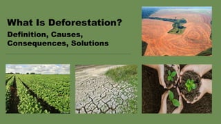 Deforestation. Environental Science College Course First Year | PPT