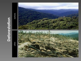 Deforestation - Sixth A | PPT | Environment | Science