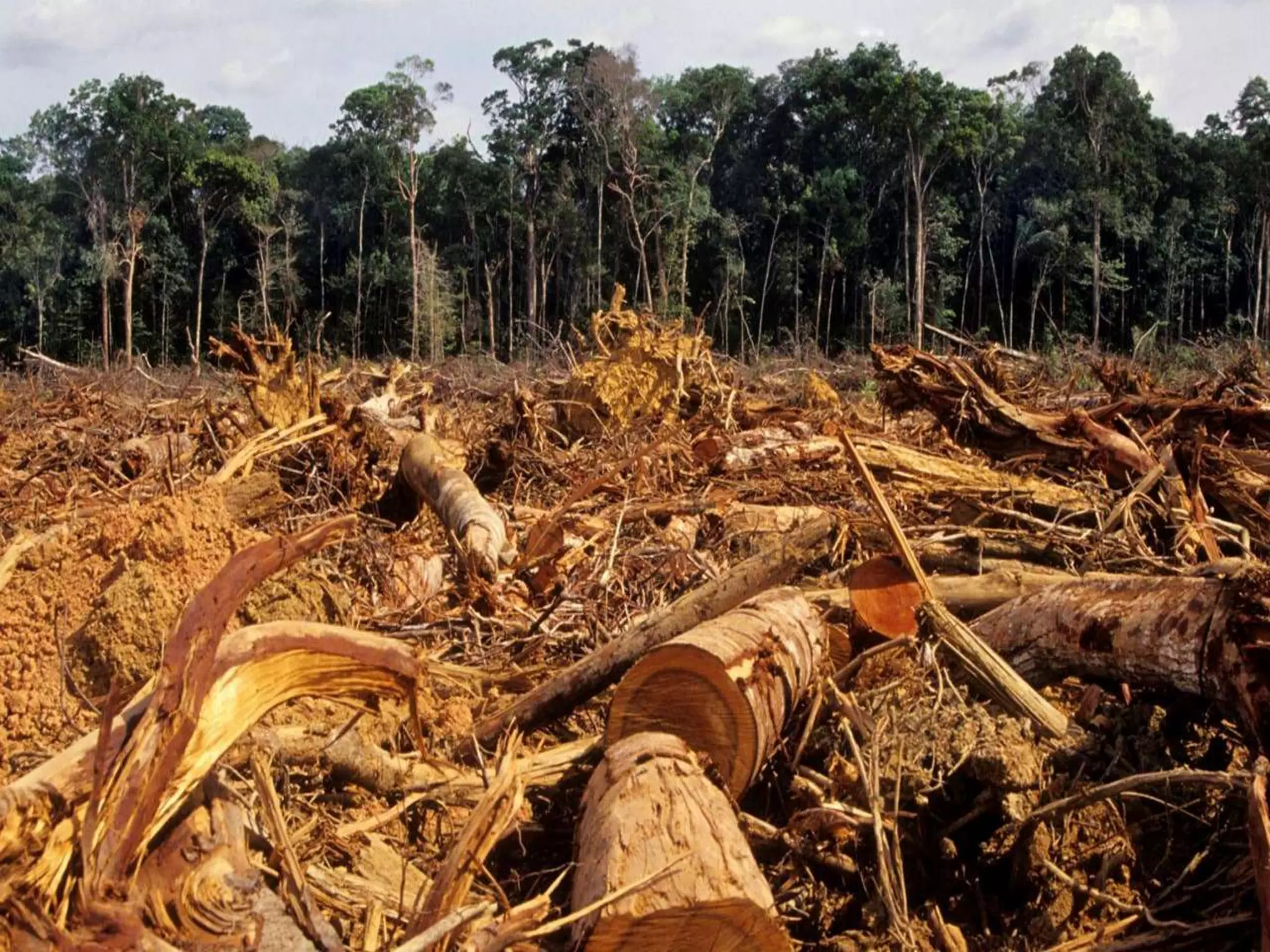 Deforestation | PPTX