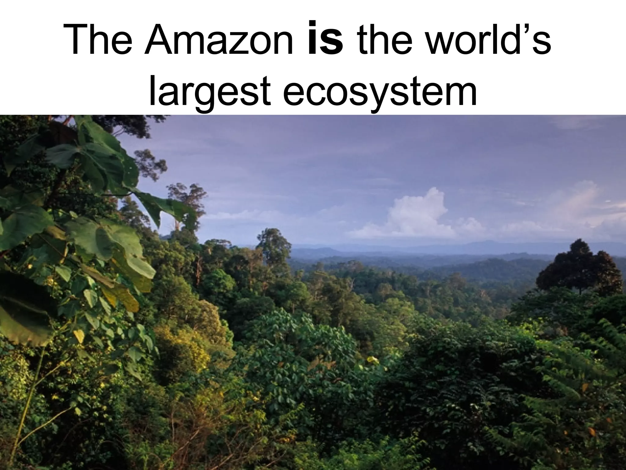 Deforestation of the Amazon | PPT