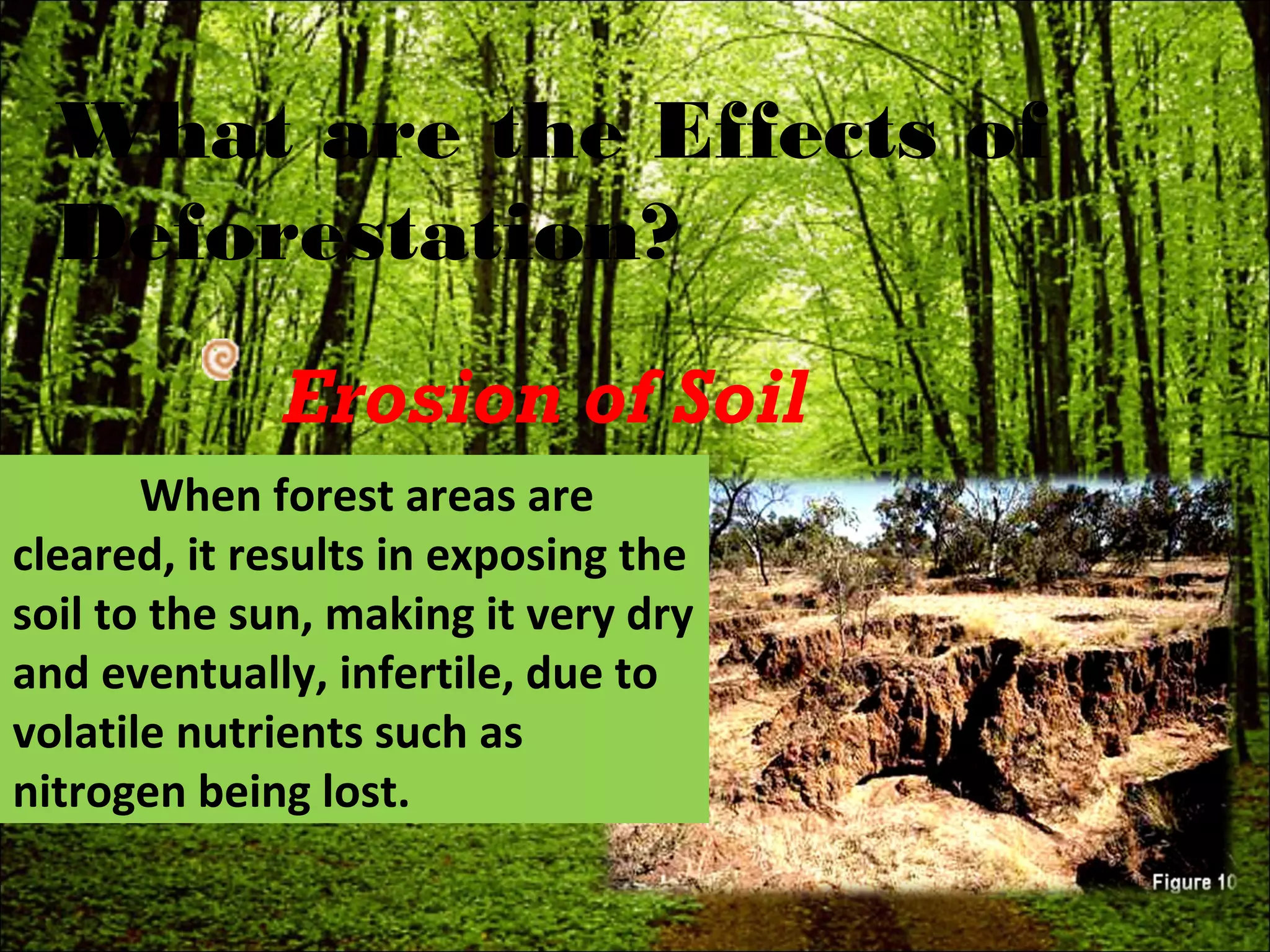Deforestation | PPT