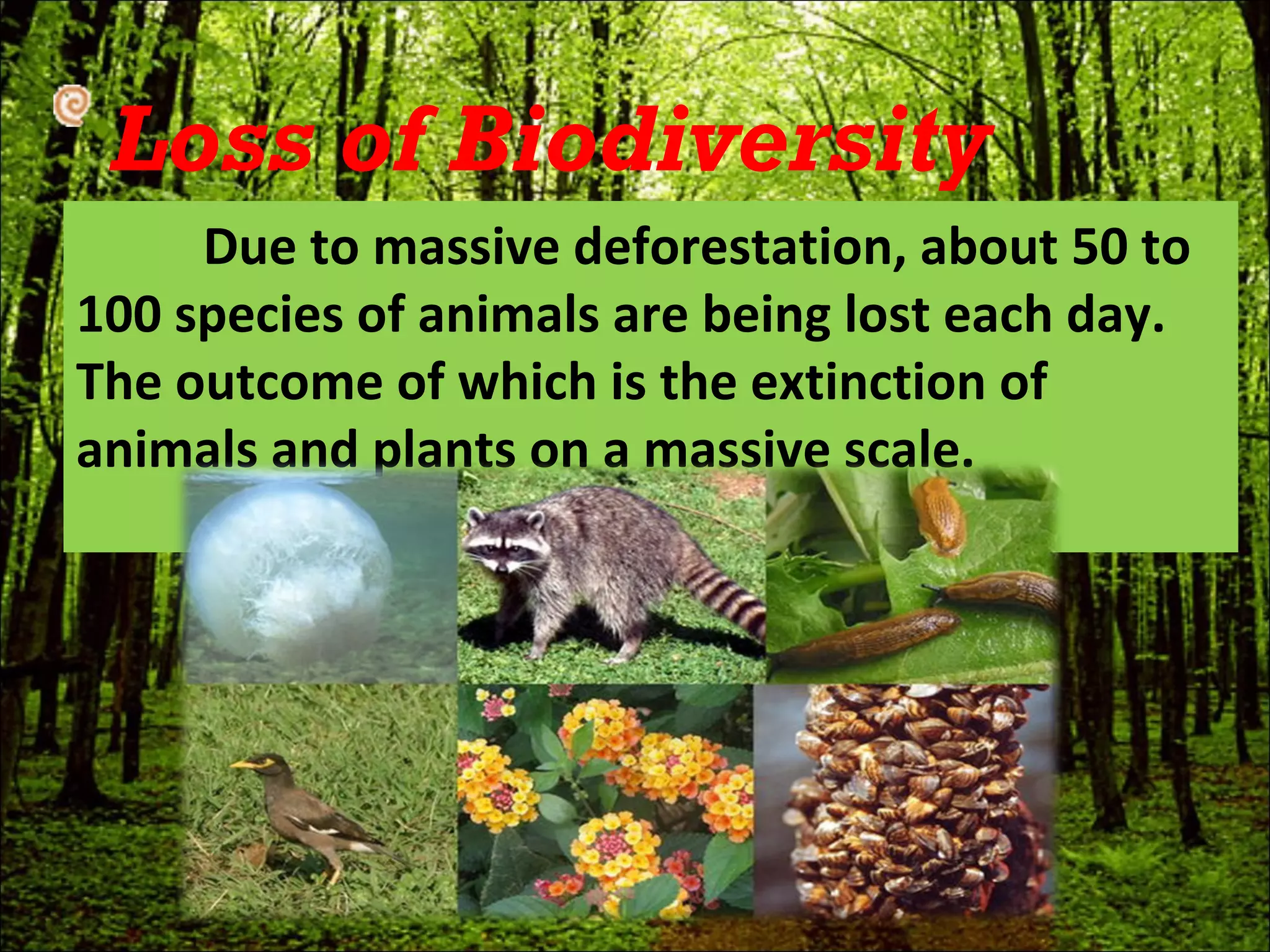 Deforestation | PPT