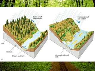 Deforestation | PPT