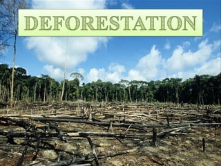 Deforestation Solutions