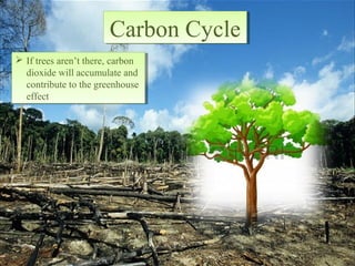 Carbon Cycle Deforestation