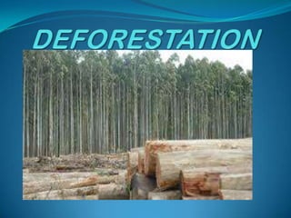 Deforestation 2 | PPSX | Environment | Science