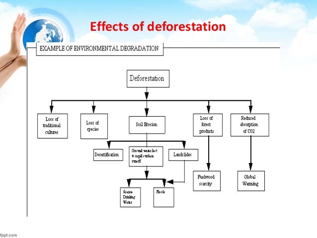 Effect Of Deforestation Diagram