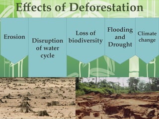 environmental science topic on deforestation cause and effect examples ...